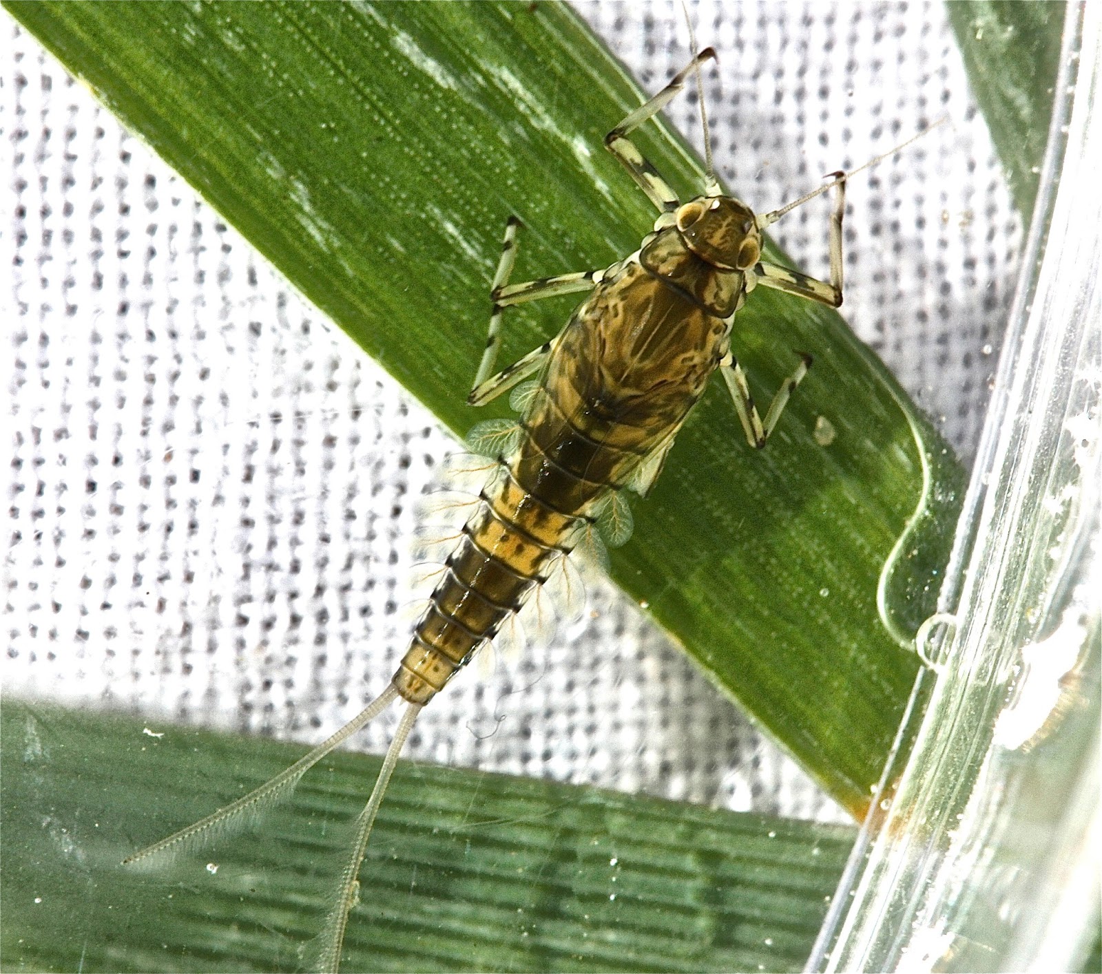 Aquatic Insects of Central Virginia: The small minnow mayfly ...