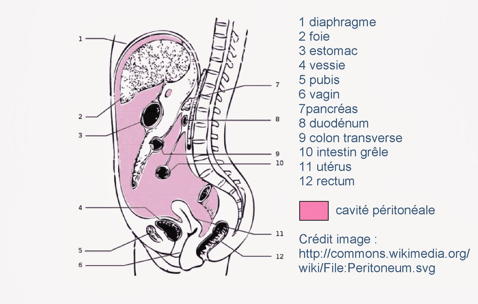 Anatomie et physiologie digestives | Récap' IDE