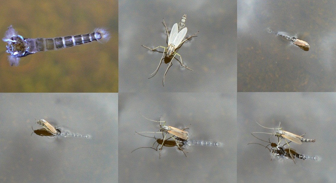 A Field Notebook: Rixton Clay Pits