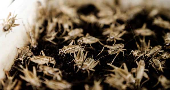 Cricket Cultivation and Farming - Mr. Cultivation