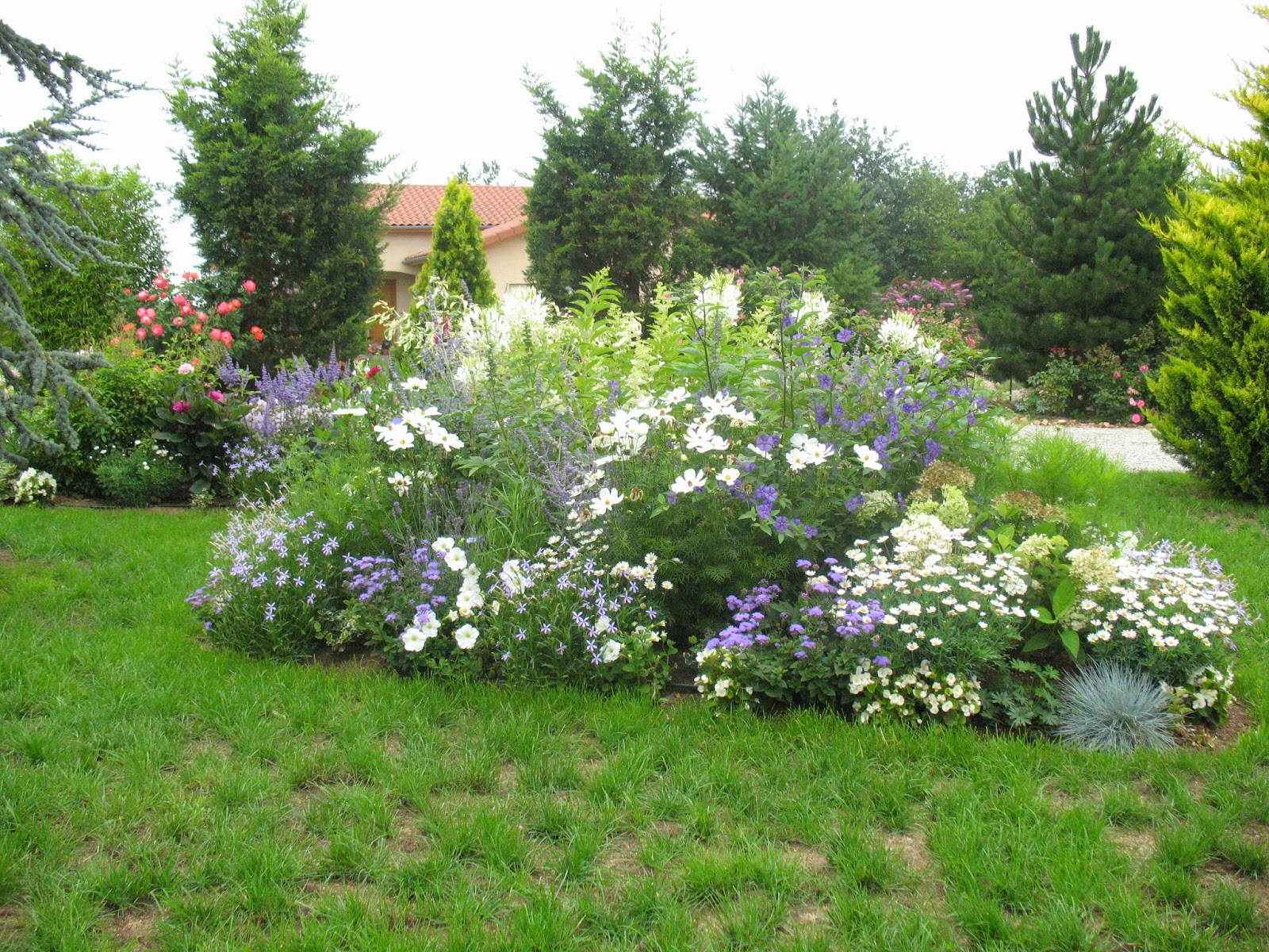 Roses du jardin Chêneland: L'essor du jardin