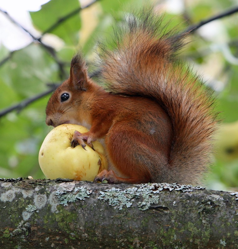 Wallpapers für Team-Ulm: die 47´ste - kleine Tiere