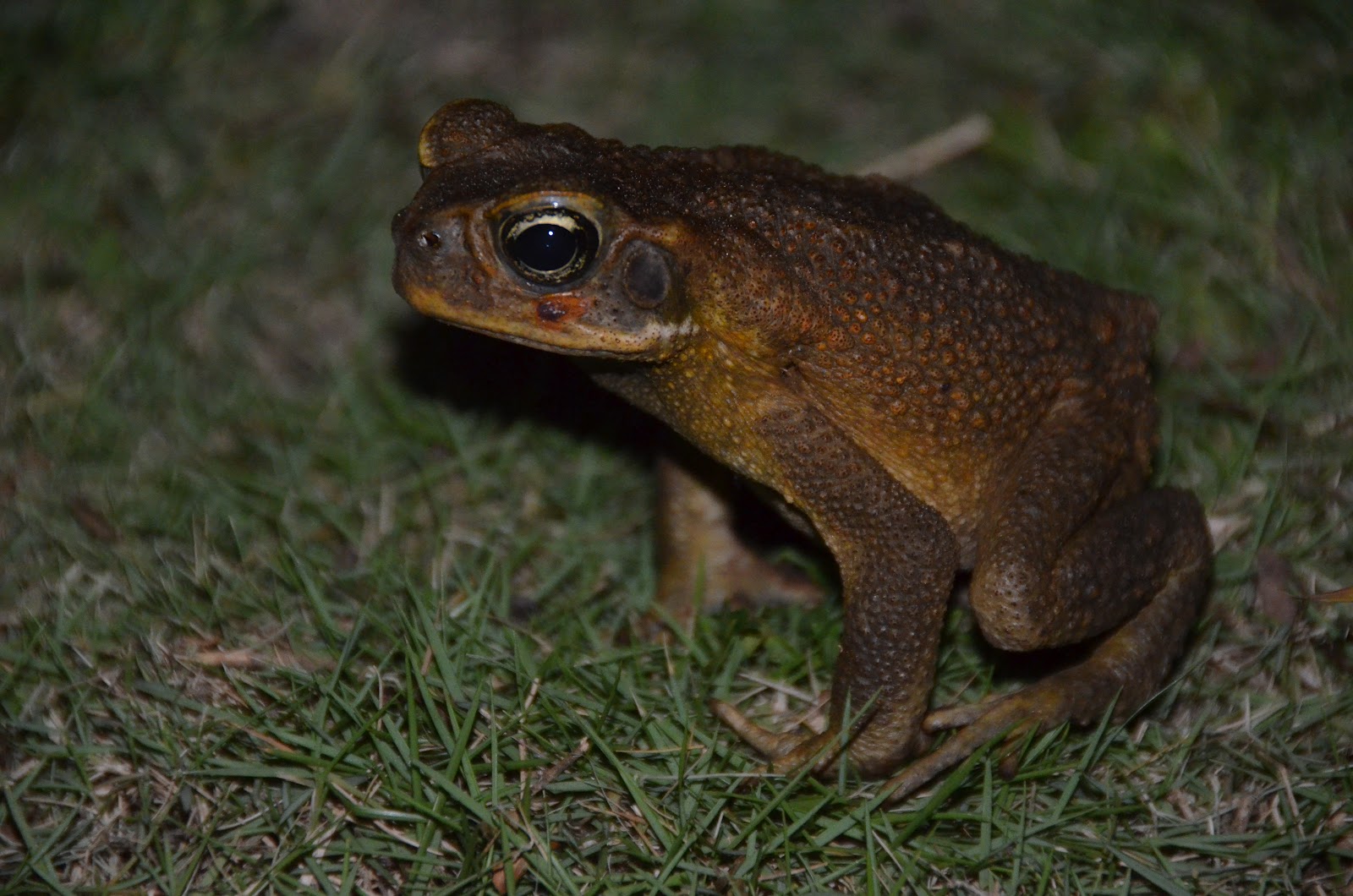 Sightings of a world traveler: Jamaican Herptofauna