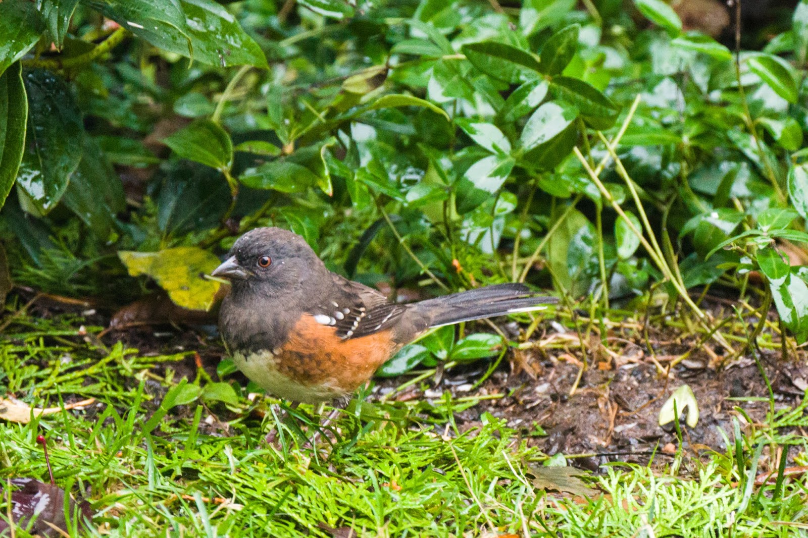 Chaikins of Bellingham: Backyard Critters