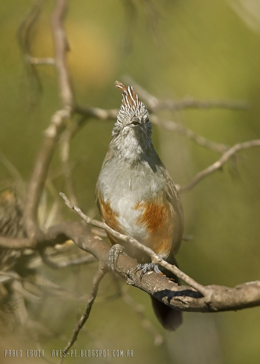 mis fotos de aves: Rhinocrypta lanceolata Gallito Copetón Crested Gallito