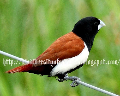 Biodiversity of Sri Lanka: Tricoloured Munia [Black-headed Munia ...