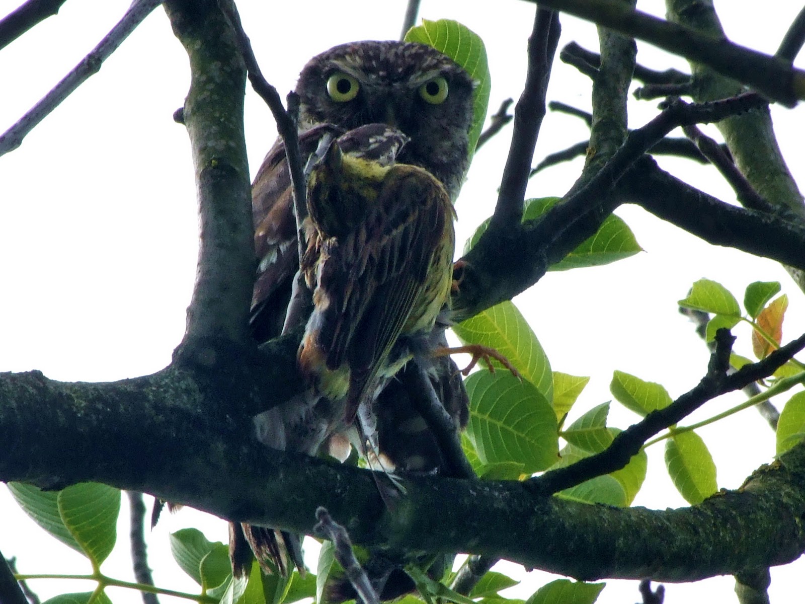 Lumea vieţuitoarelor: Cucuveaua ( Atbene noctua )