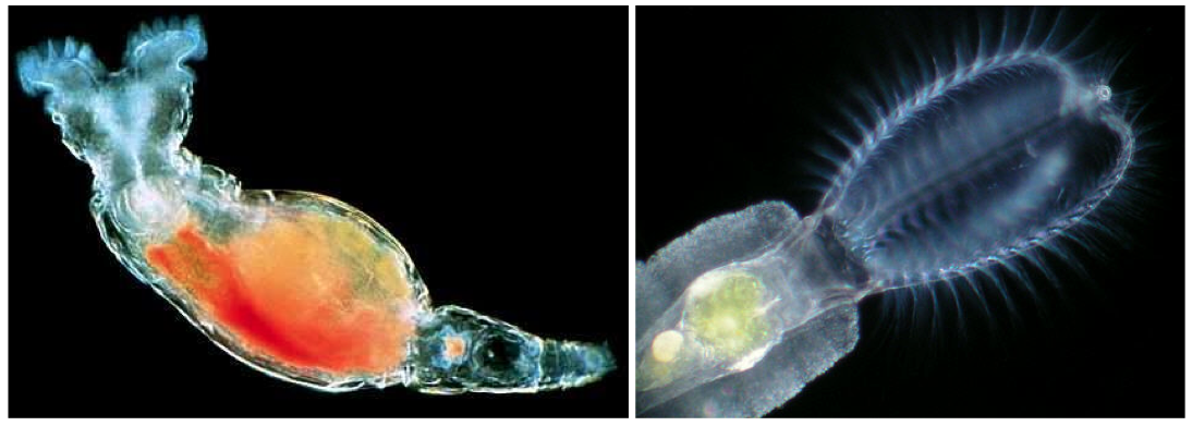 ONU Invertebrate Zoology: Lecture - Phyla Rotifera and Nematoda