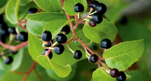 El Maqui y sus Beneficios ~ EL JARDÍN DE EITHAR