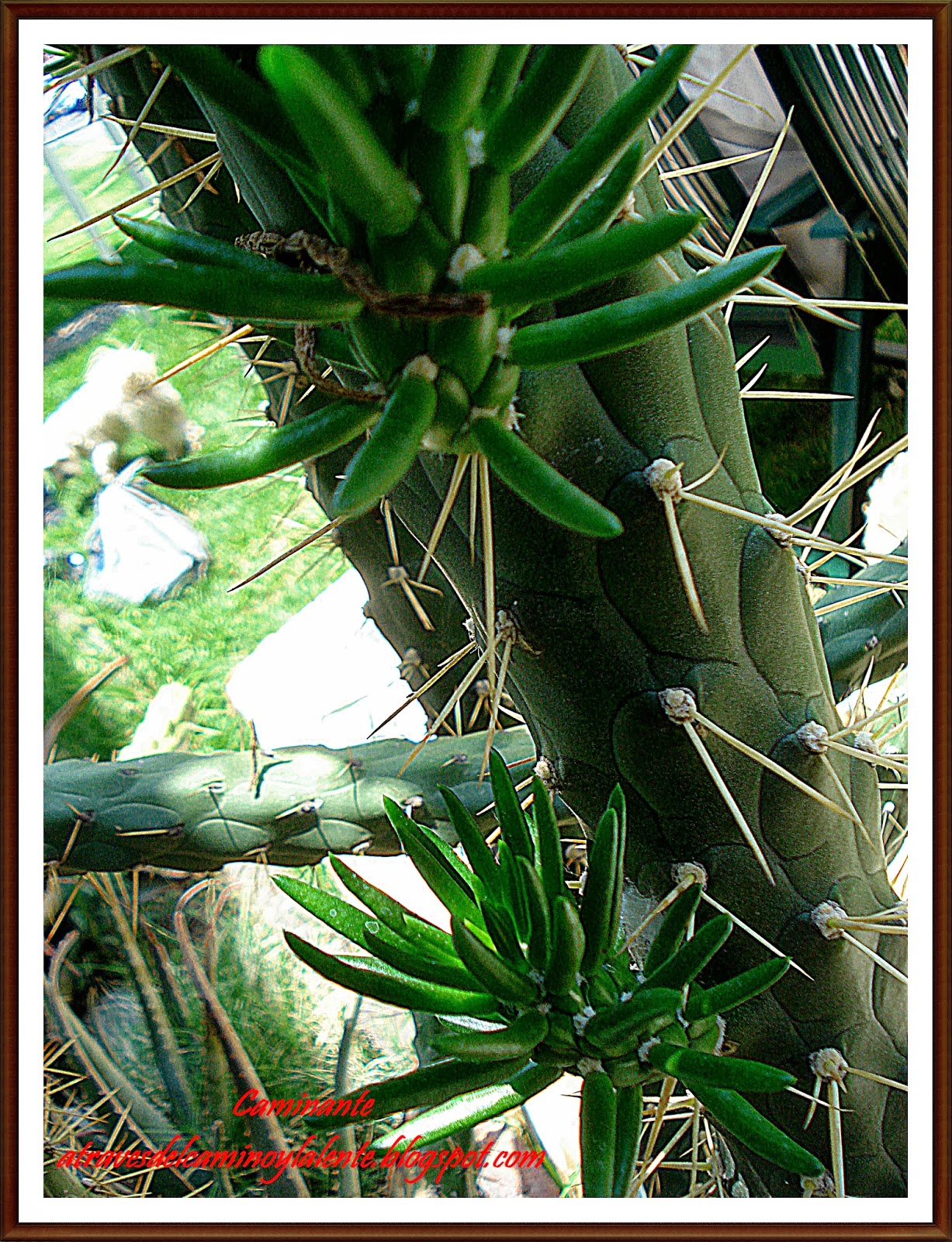 A través del camino y la lente: CACTUS DE GRANDES ESPINAS