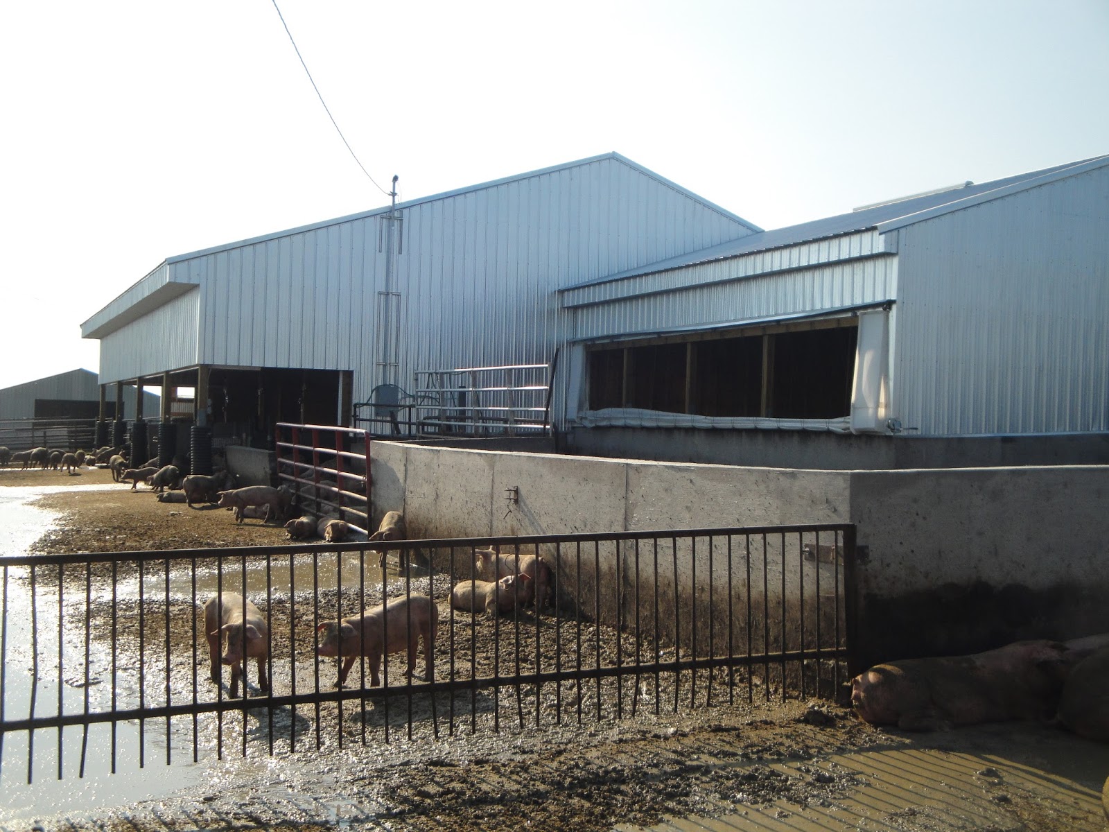 Stamp with Susie: Our new hog shed update! It is DONE!