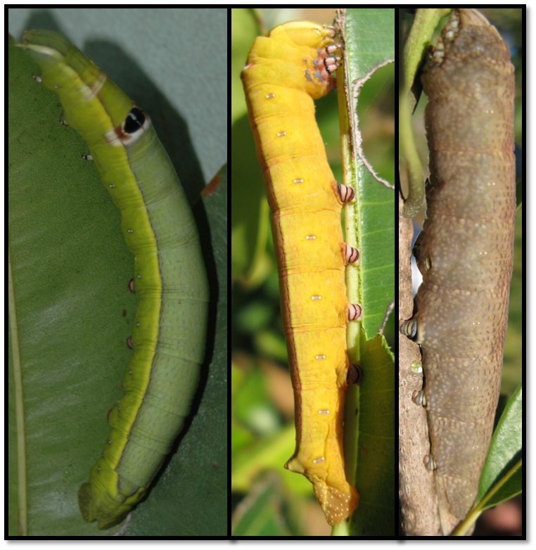 Erinnyis ello - Alchetron, The Free Social Encyclopedia