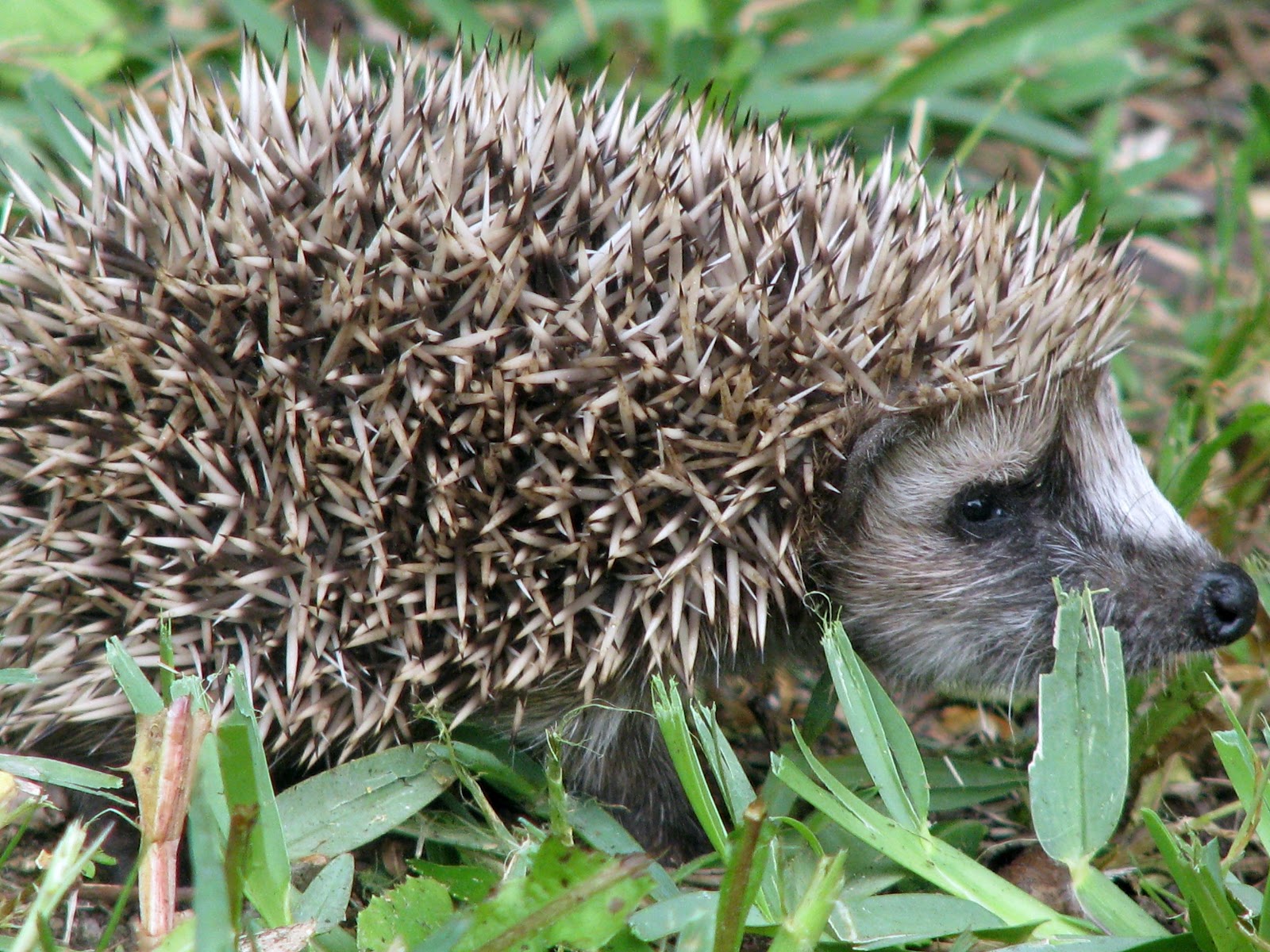 Ouriço caixeiro | WORLD ANIMALS