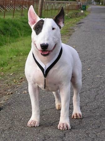 Bull Terrier