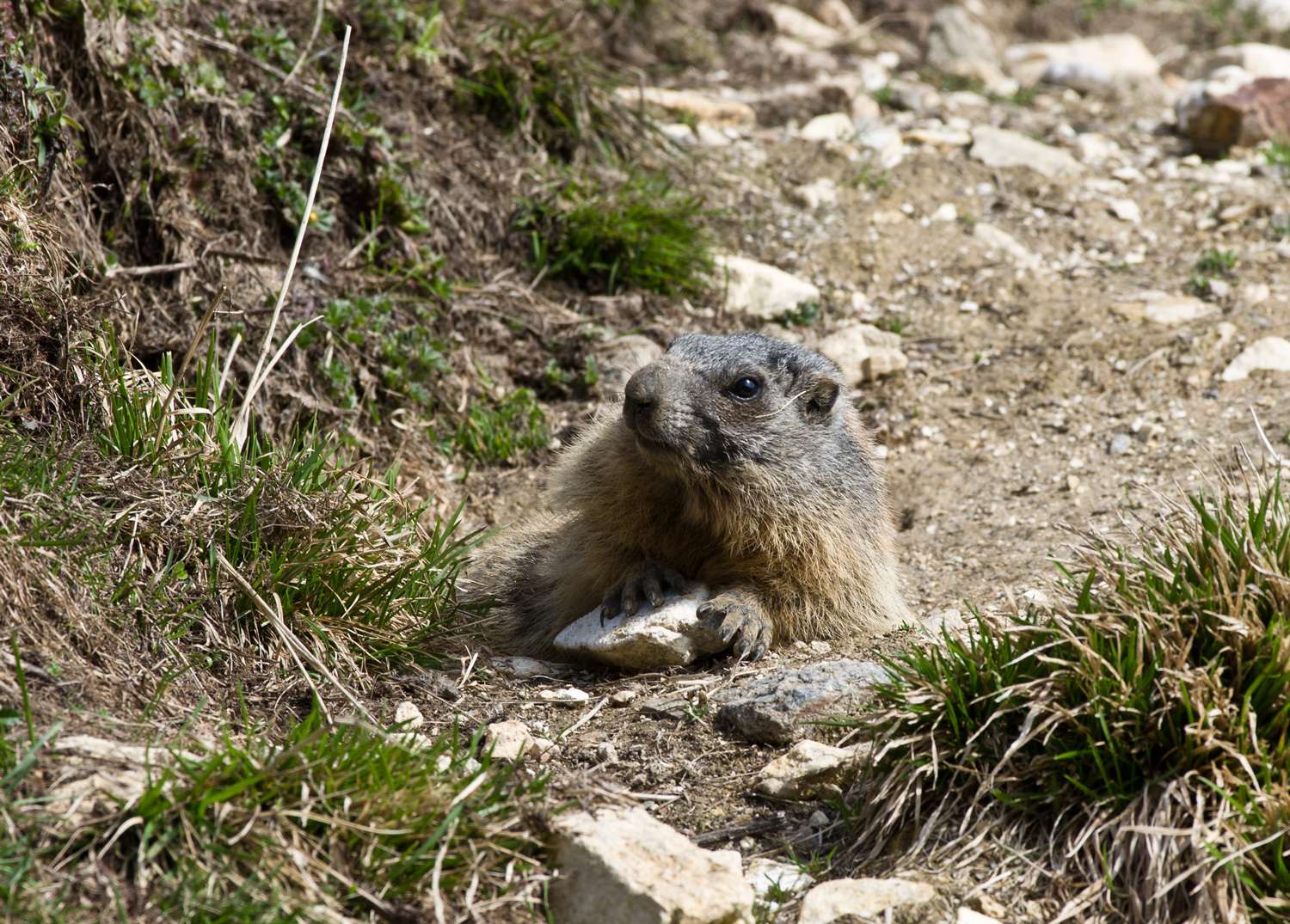 4 passi in Val di Sole: Il regno delle marmotte