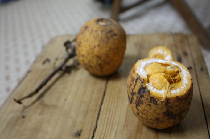 Chad & Tana Peace Out: Peculiar Plantlife Potpourri