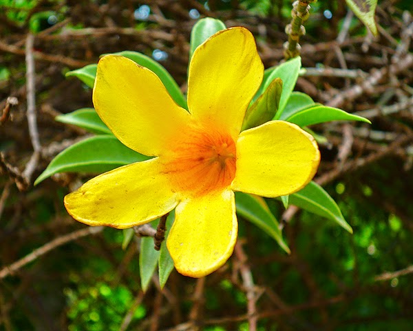 Golden Trumpet-Allamanda cathartica -Kaha Mal | SL Flora