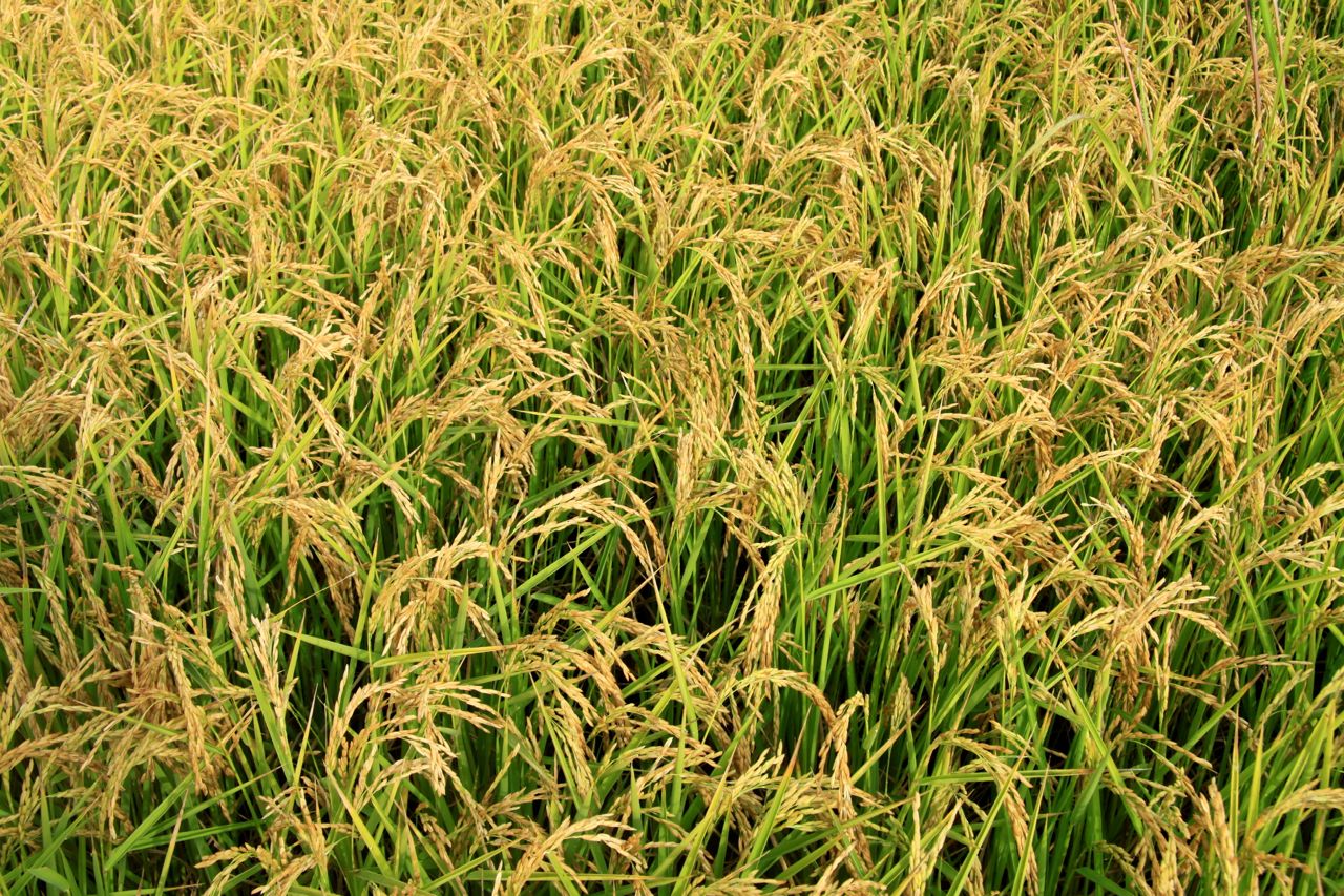 vivere a pierino: le libellule in volo sulle risaie