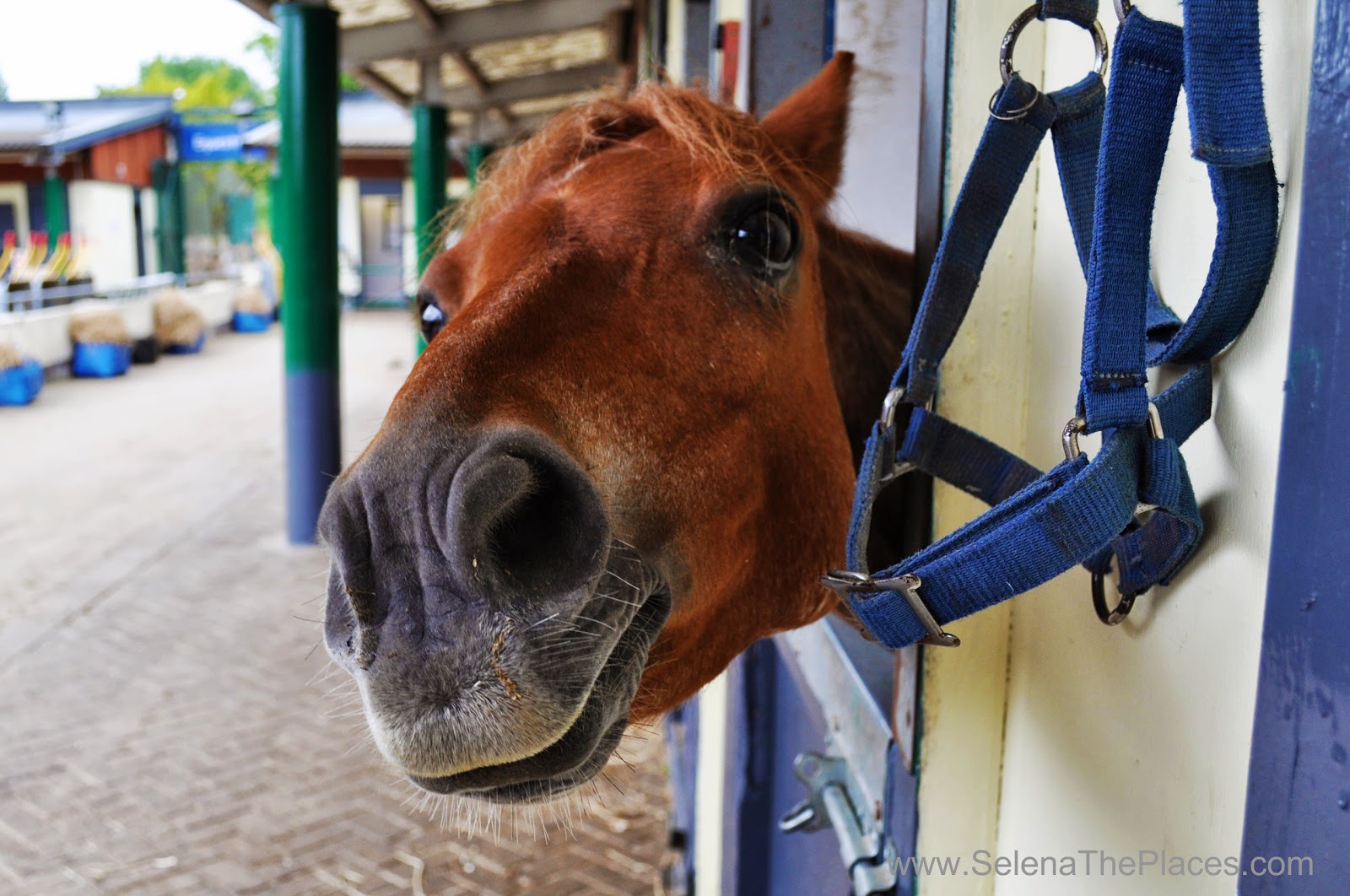 Oh, the places we will go!: I Spy Friday featuring Mudchute City Farm