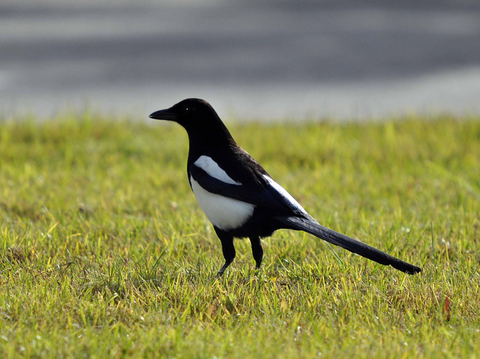 no és això: De garses i senglars