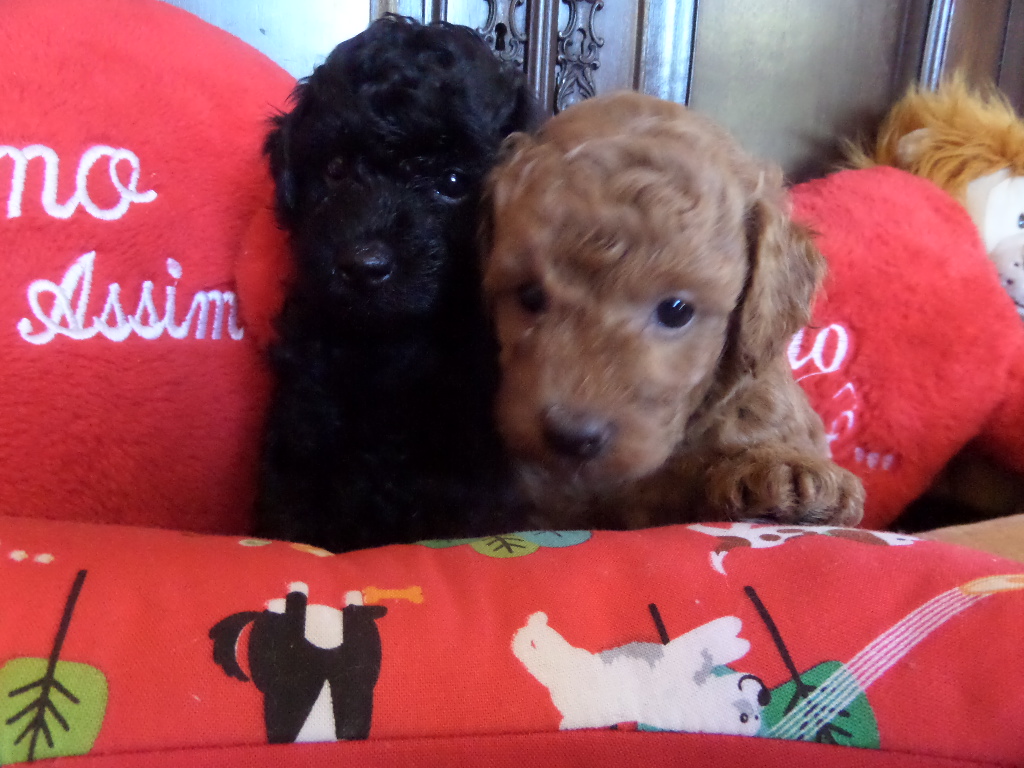 CANIL MOONSHINE HILL: POODLE