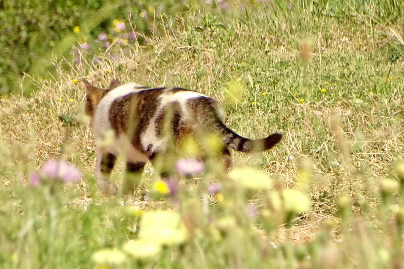 SANTICAT GATOS CIMARRONES: GATO DEPREDADOR