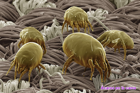 perros y gatos con piel y pelo: ALÉRGICO A LOS ÁCAROS