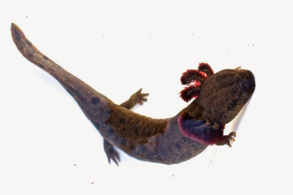 Herpedex: All the Herps I Have Seen In The Wild: Mudpuppies of Cook ...