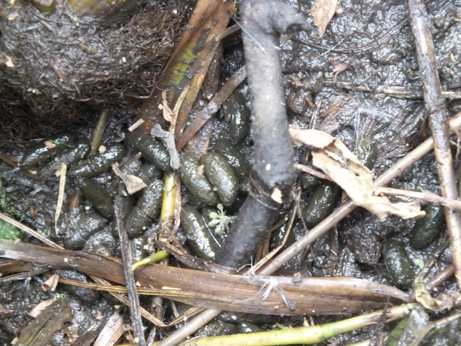 About a Brook: Grocontinental, and Edward German Drive