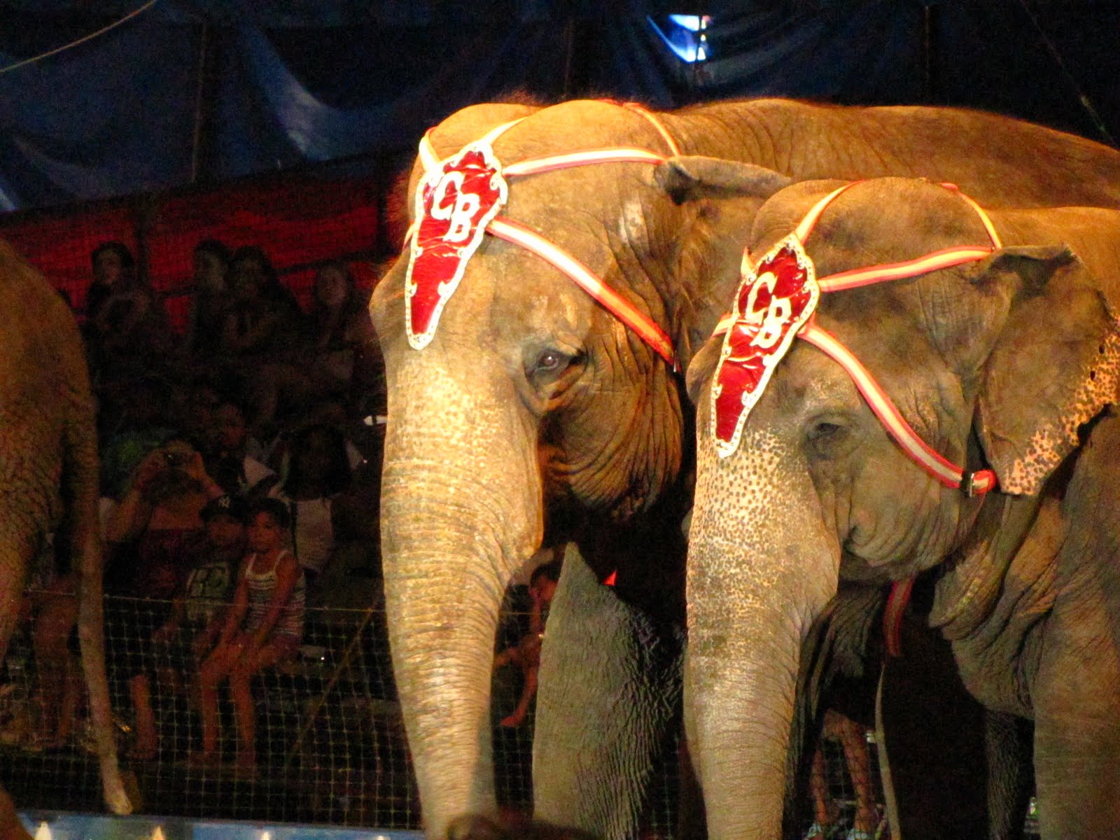 Photos of the Day: The Circus & Fireworks