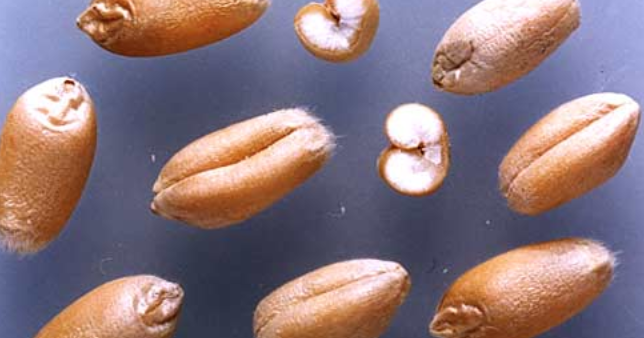 MUCHAS OTRAS COSAS : PARTES DEL GRANO DE TRIGO