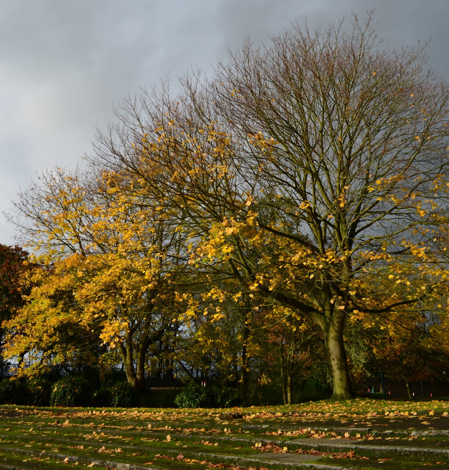 Tour Scotland: Tour Scotland Photographs Autumn Trees Scone Perthshire ...