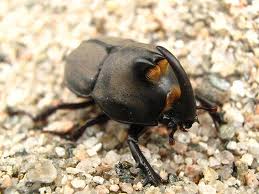 Animales: Cascarudo :O