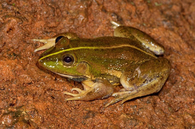 BARRY the BIRDER: Newly discovered frog sounds like a bird