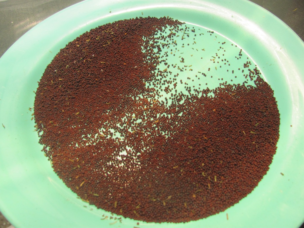 Eudlo Seed Savers Group: Seedy Sunday Workshop