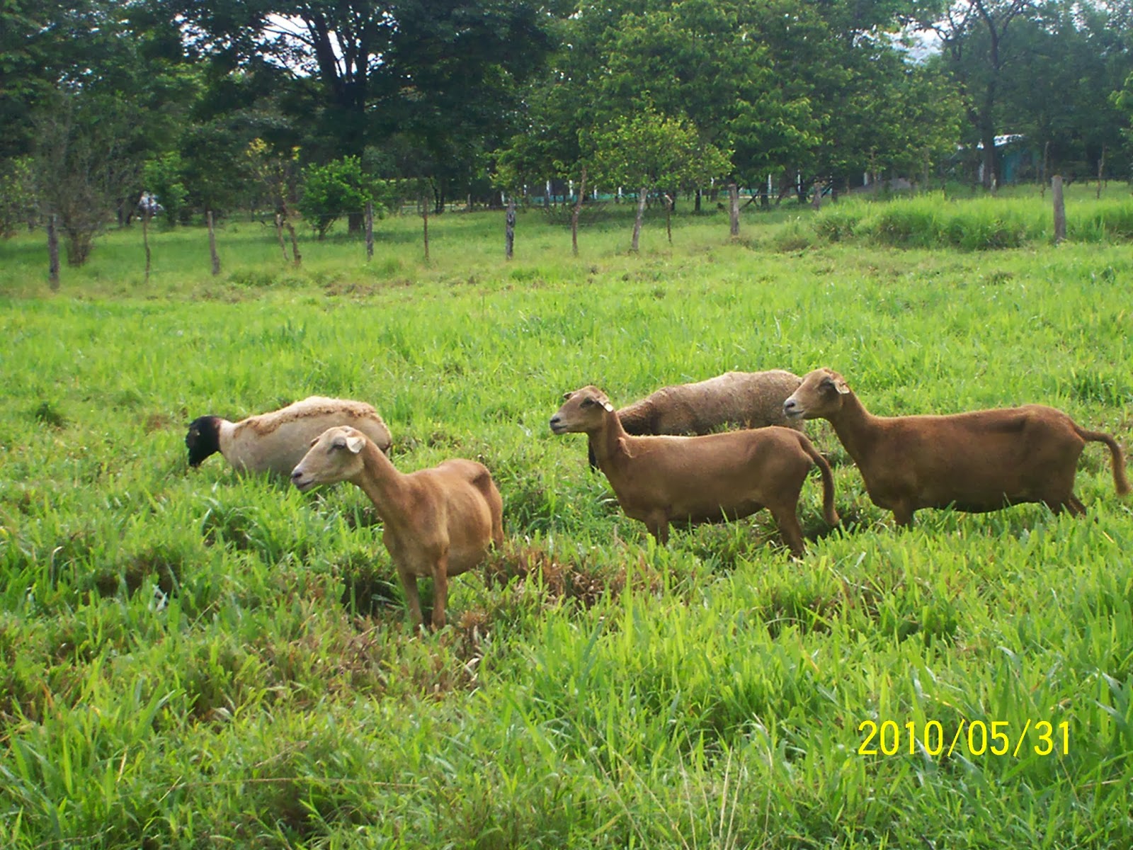 Producción Animal en Panamá .: Las Pasturas Tropicales y Plantas ...