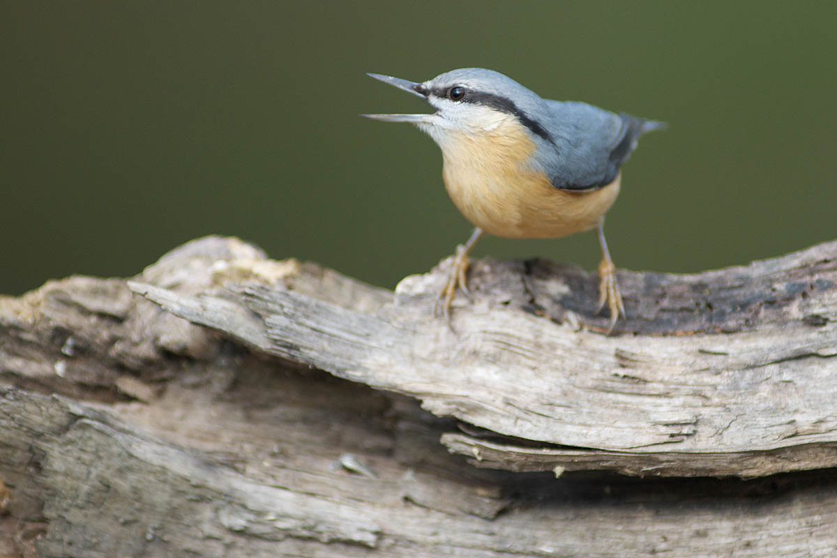 Riserva Naturale Regionale e Oasi WWF dei Ghirardi: Capanno fotografico ...