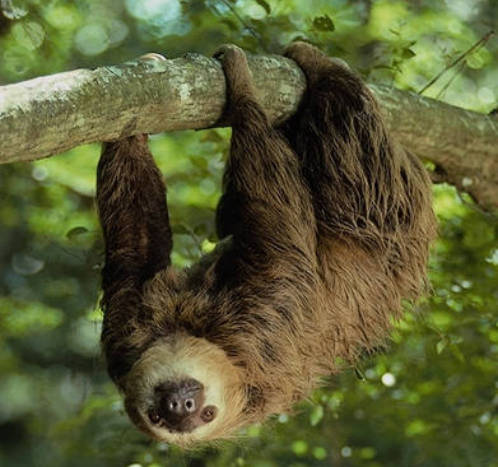 ECOSISTEMAS DE COSTA RICA: BOSQUE TROPICAL HÚMEDO PREMONTANO