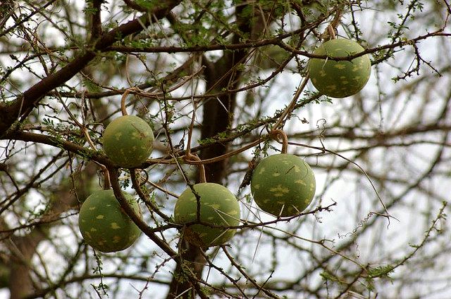 Natureza, Perfeição sem tamanho...