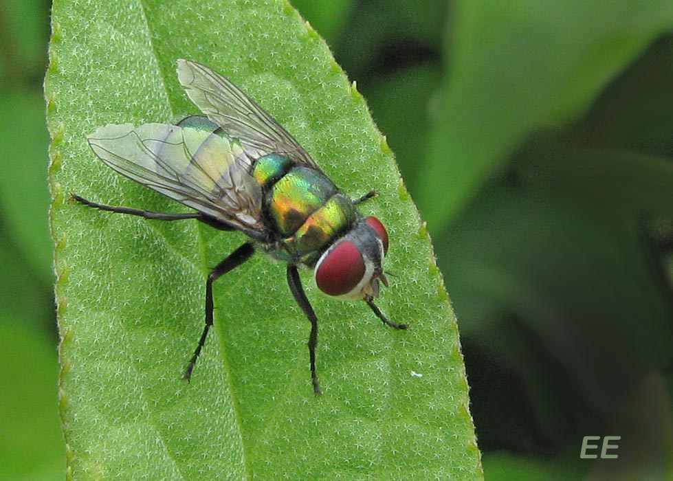 Mallorca es así también: Mosca de colores brillantes