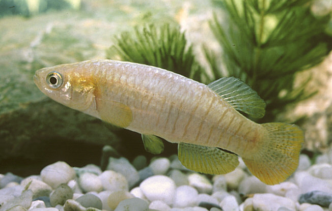 La línia de Wallace: aPARAULA'm: samaruc