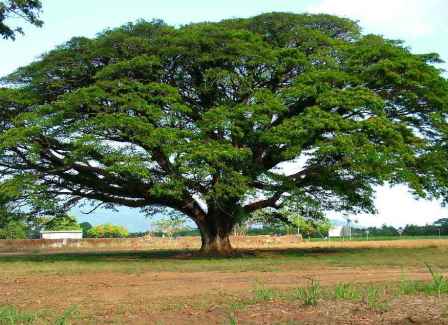 Khasiat Pohon Trembesi Atau Ki Hujan | Khasiat