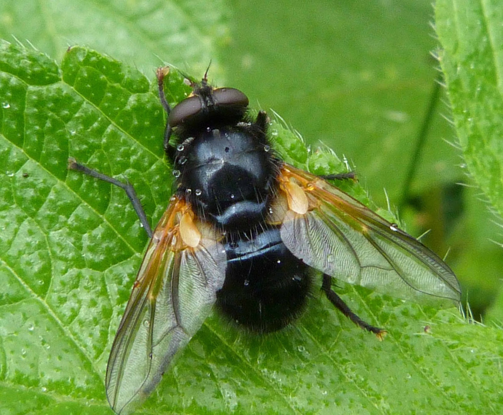 Insects of Scotland: Other Flies/Picture-wing Flies