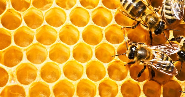 CERA ALBA?? Apa Tuuu????