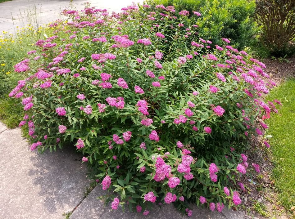 Future Plants by Randy Stewart: Spirea