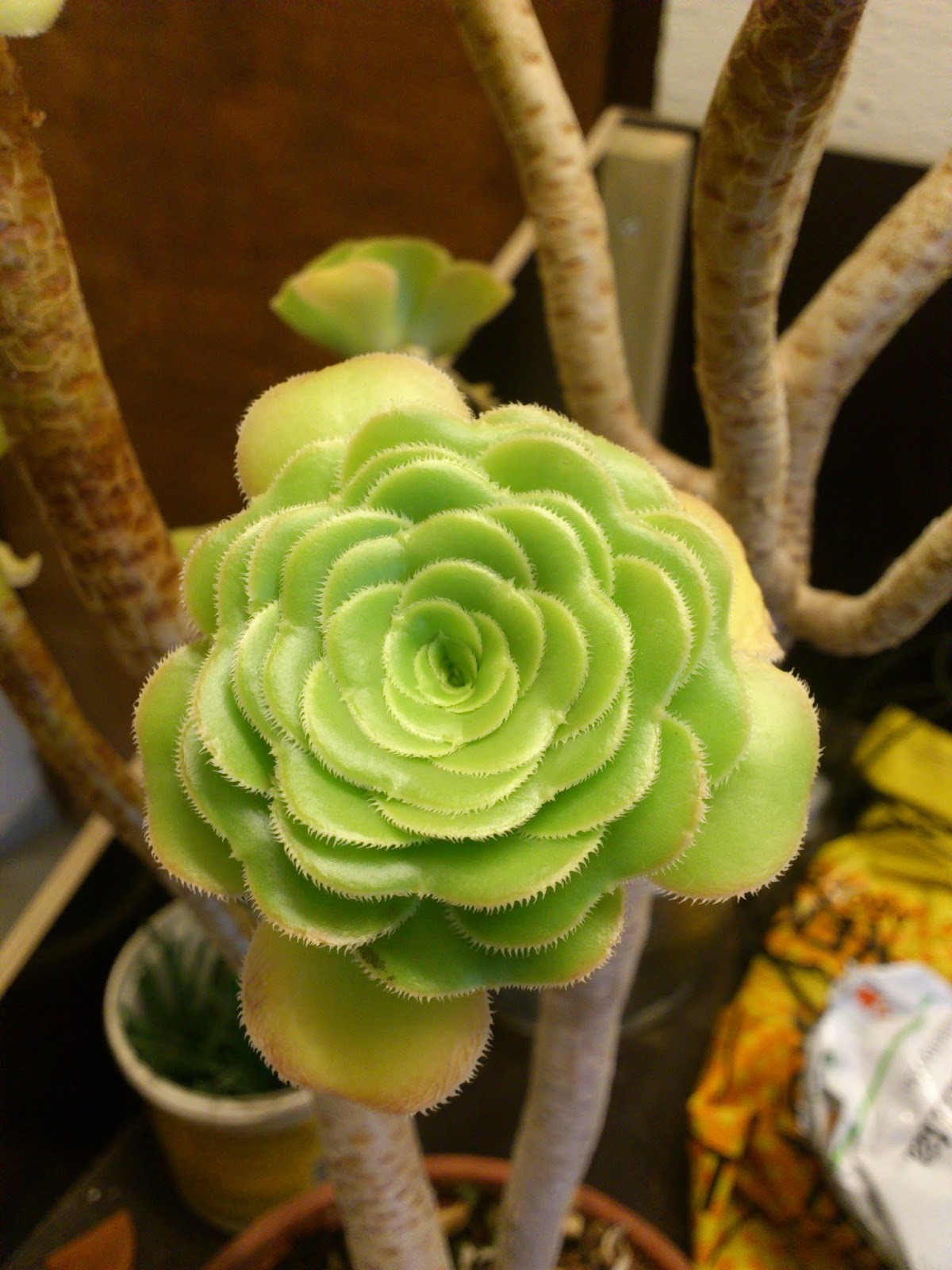 wanderings of an eccentric alibangbang: planting annuals