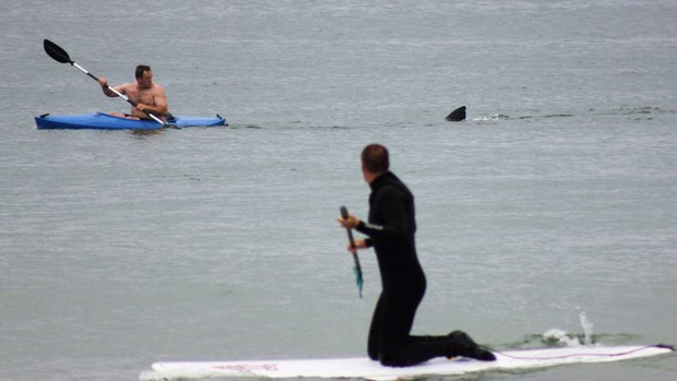 Kayak Yak: Shark Chases Kayaker, Becomes Internet Meme