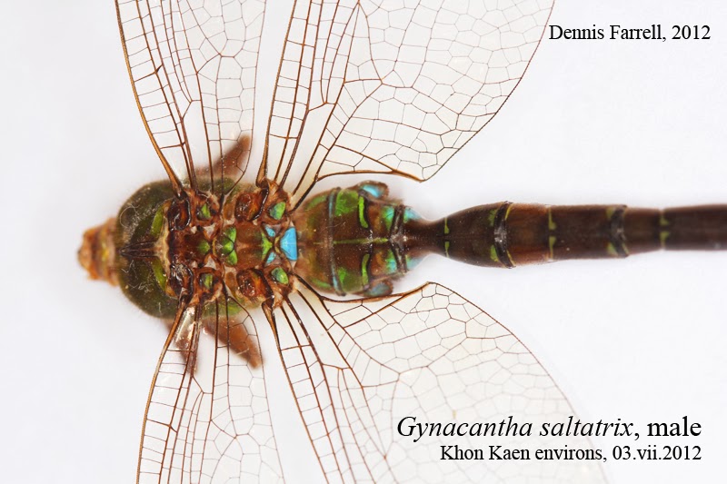 Dragonflies & damselflies of Thailand: 148. Gynacantha saltatrix ...