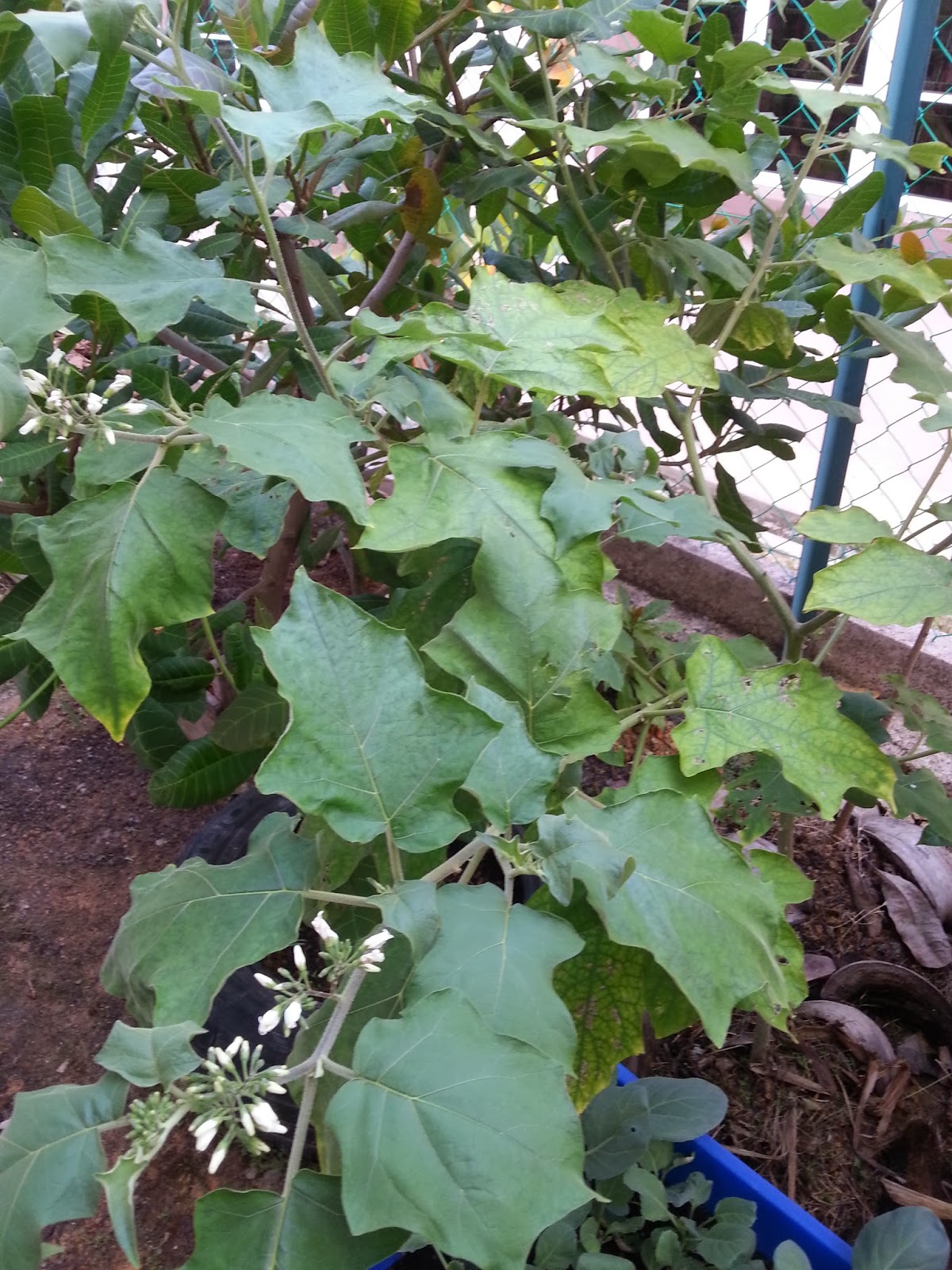 KEBUN DAN AKU: POKOK TERUNG MISTERI