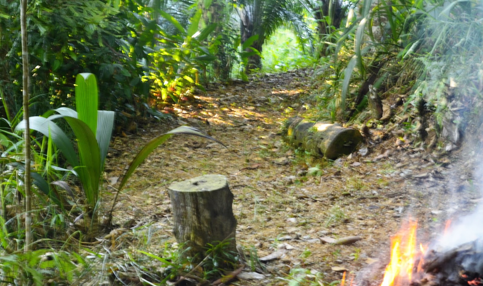 The Kambatik Park, Bintulu.: A natural herbal sweetener called "Lemba'